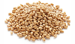 Home | Ebro Ingredients